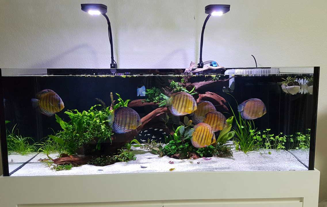 5 Feet Tanks - Custom-made 5ft Aquarium Cabinet - N30 Tank