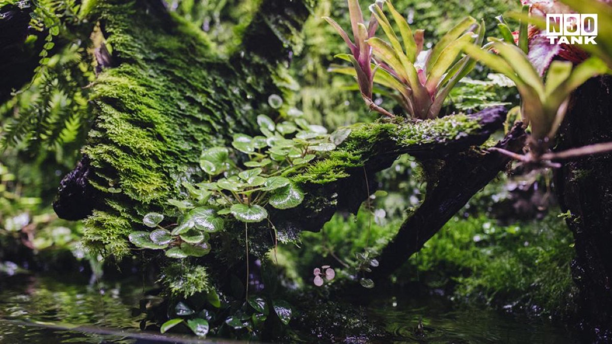 Paludarium & Vivarium Wall Tank - Aquatic Rocky Terrains - N30 Tank