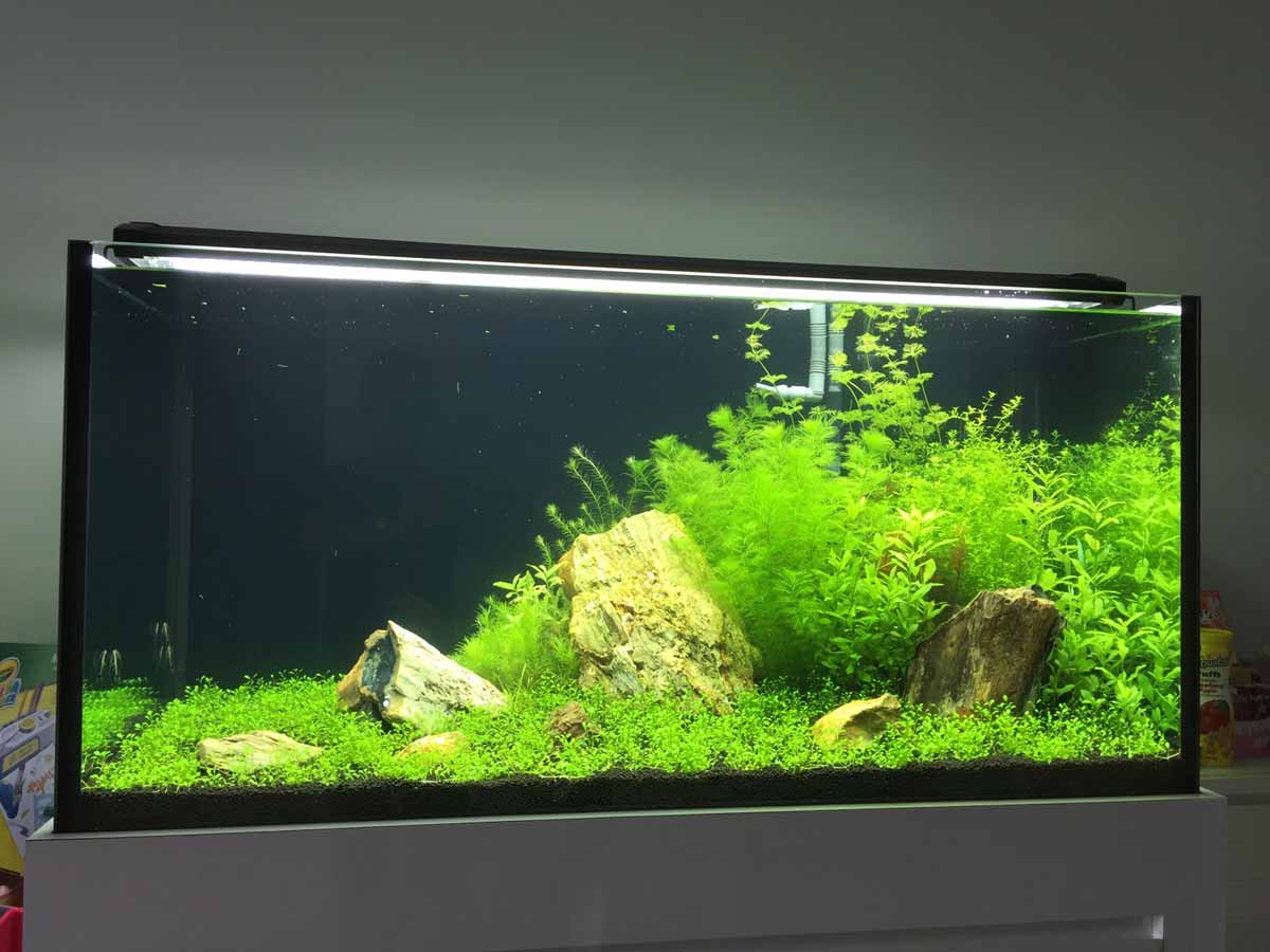 Aquarium Scaping Singapore - Aquascaping Service for Home & Office ...
