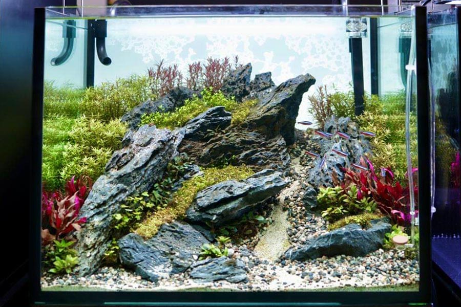 Aquarium Scaping Singapore - Aquascaping Service for Home & Office ...