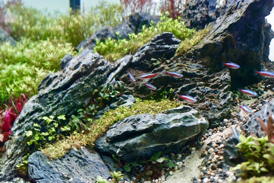Aquarium Scaping Singapore - Aquascaping Service for Home & Office ...