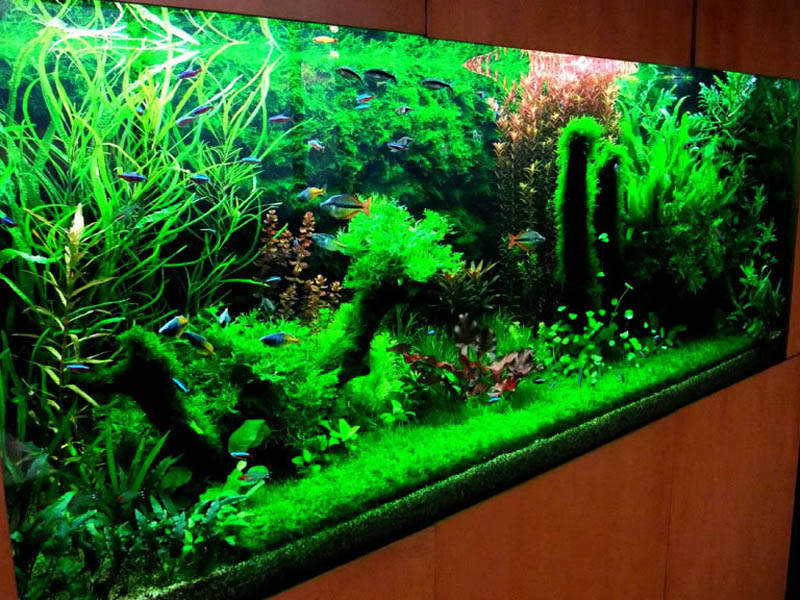 Aquarium Scaping Singapore - Aquascaping Service for Home & Office ...