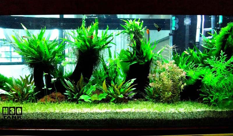 Aquarium Scaping Singapore - Aquascaping Service for Home & Office ...
