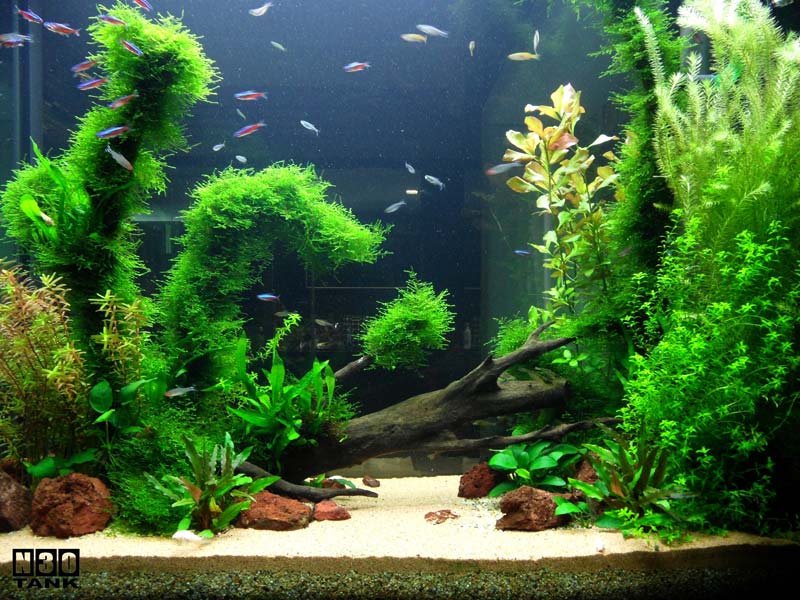 Aquarium Scaping Singapore - Aquascaping Service for Home & Office ...