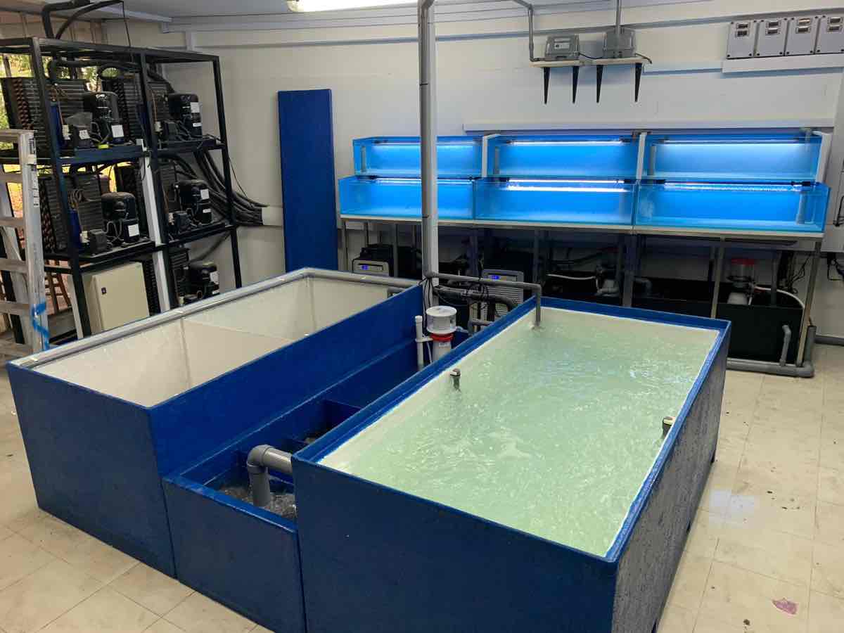 Seafood Tanks, Custom-Made Seafood Aquarium in Restaurant - N30 Tank