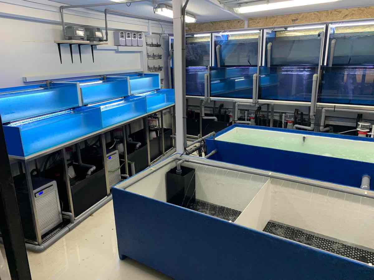 Seafood Tanks, Custom-Made Seafood Aquarium in Restaurant - N30 Tank