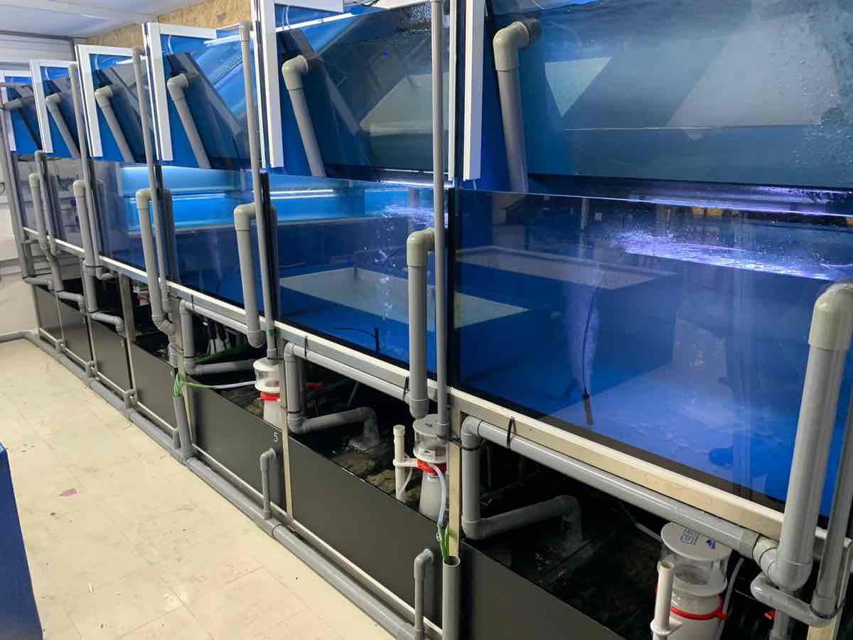 Seafood Tanks, Custom-Made Seafood Aquarium in Restaurant - N30 Tank