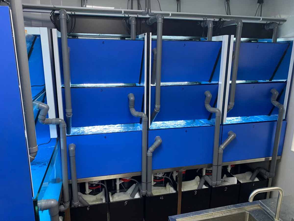 Seafood Tanks, Custom-Made Seafood Aquarium in Restaurant - N30 Tank