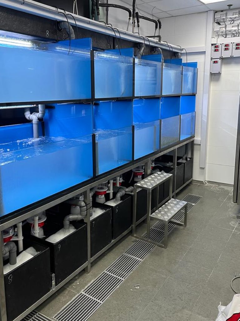 Seafood Tanks, Custom-Made Seafood Aquarium in Restaurant - N30 Tank