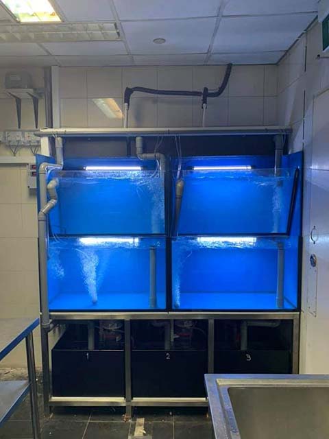 Seafood Tanks, Custom-Made Seafood Aquarium in Restaurant - N30 Tank